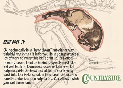 Goat Labor Problems: When and How to Intervene - Goat Journal